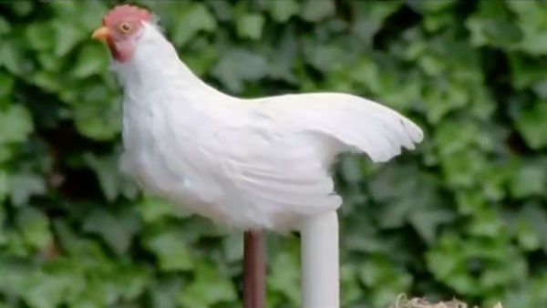 Wie werden eigentlich Stangeneier gemacht? - Was is hier eigentlich los