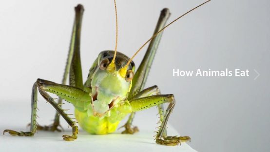 Wie Tiere essen - Was is hier eigentlich los