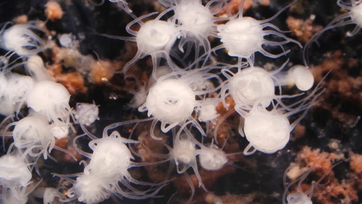 Wo kommen eigentlich Quallenbabys her? - Was is hier eigentlich los